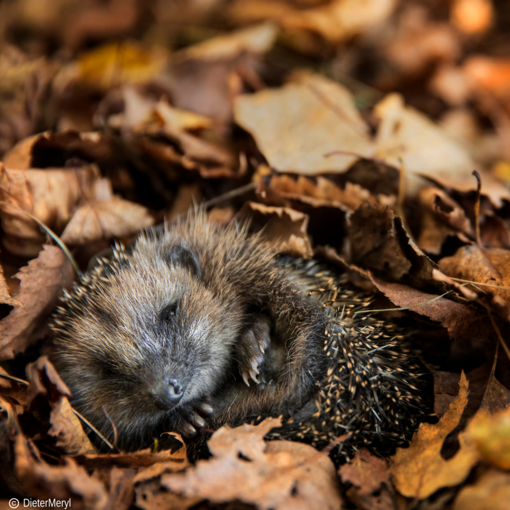 L’hibernation du hérisson : on répond à vos questions ! Partie 2 – FNE 25