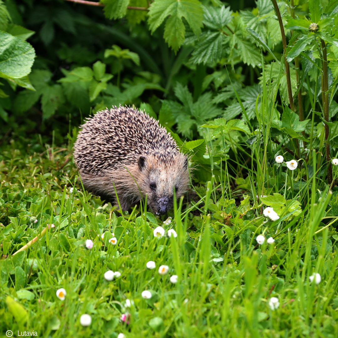 J’ai trouvé un hérisson – FNE 25